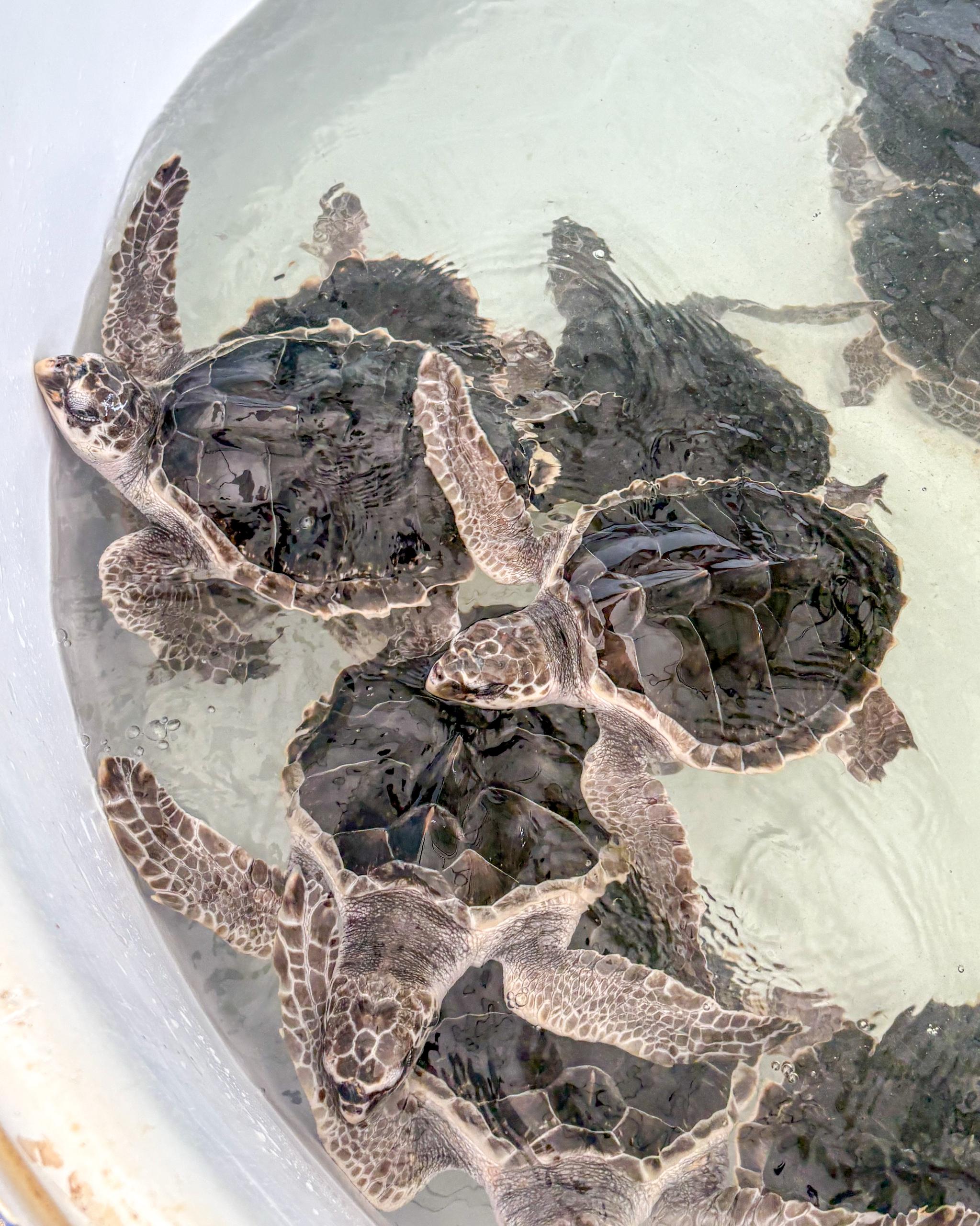 Sea Turtle Release 2025 at Naiyang Beach, Phuket – A Dream Come True ...